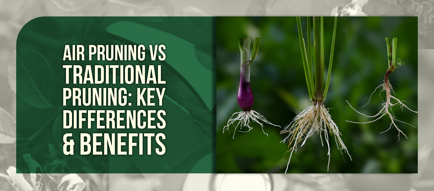 Air Pruning vs Traditional Pruning: Key Differences & Benefits – Build ...